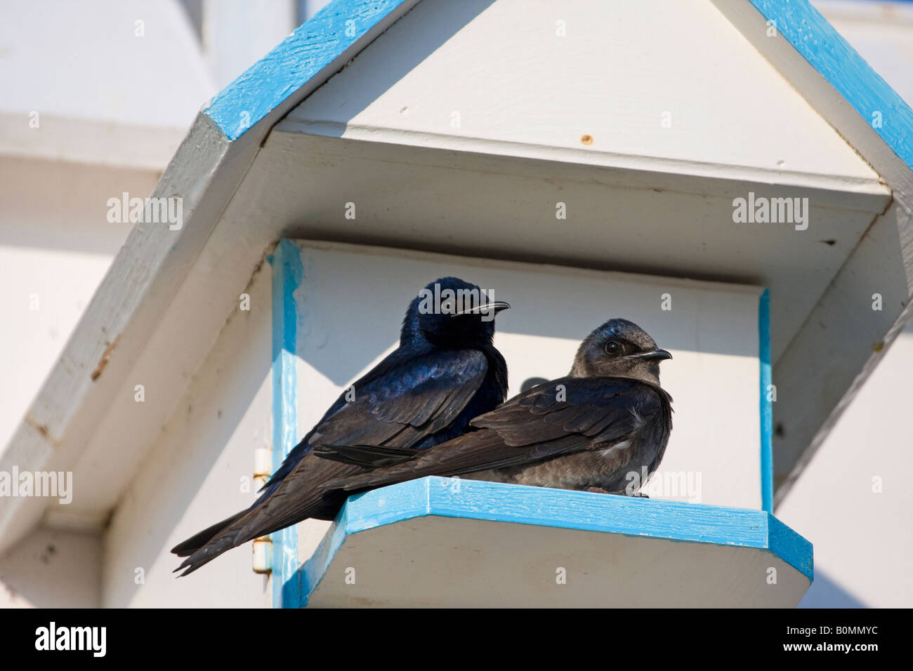 Purple martin birdhouse hi-res stock photography and images - Alamy