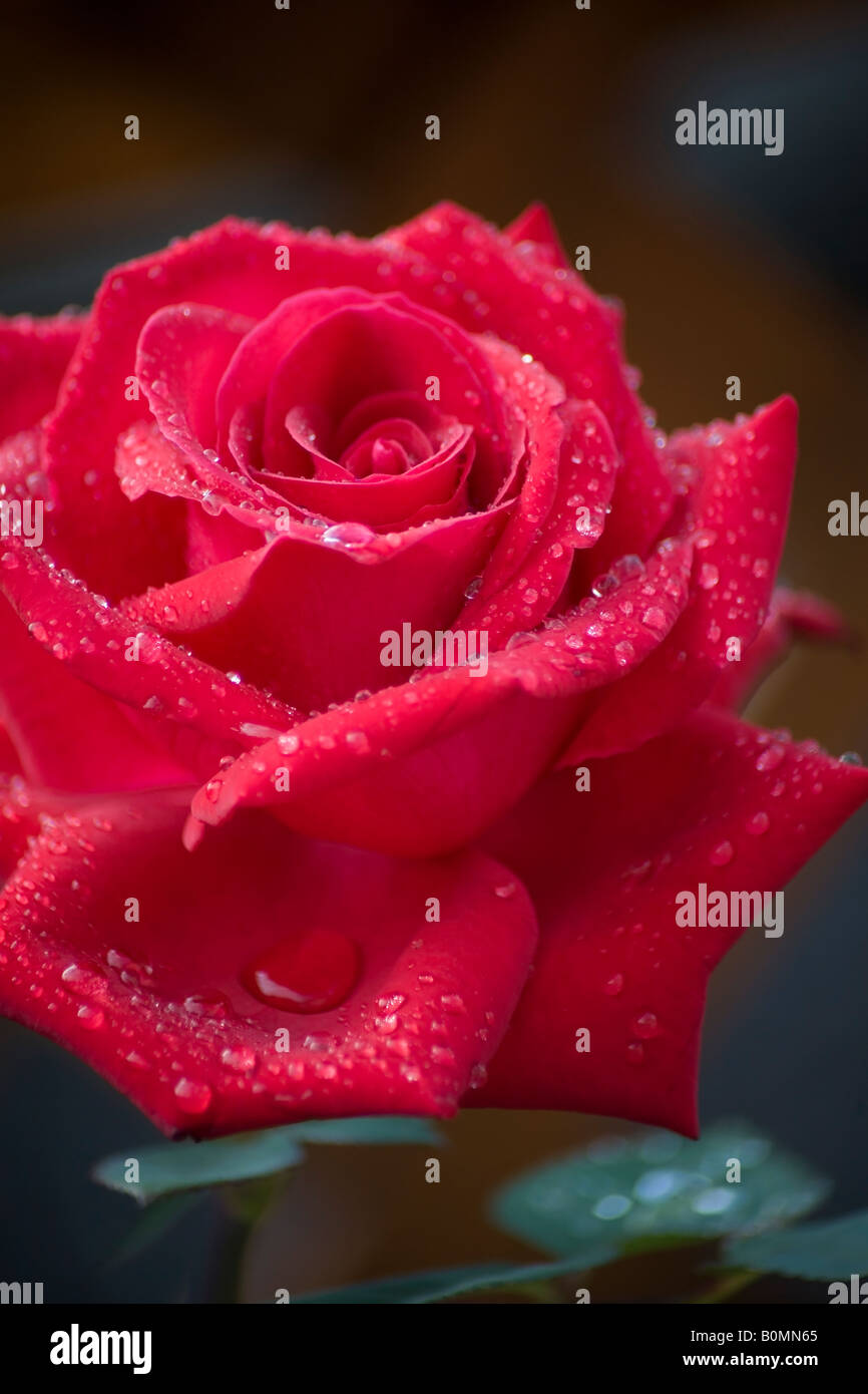 Water droplets on a red rose Stock Photo - Alamy