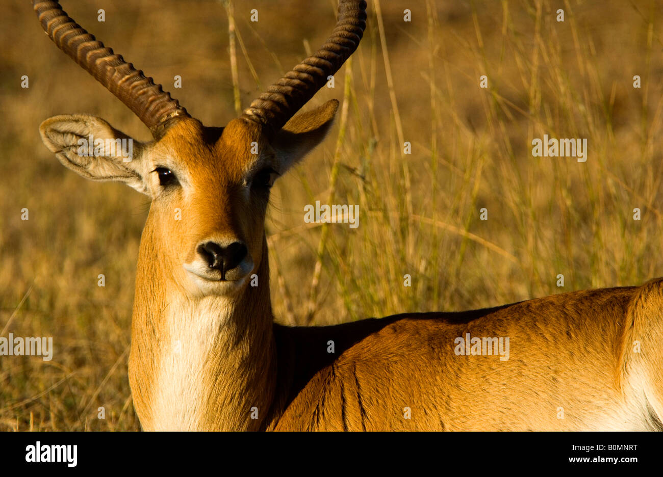 Close up head of Male Red Lechwe, Kobus Leche, safari sighting during ...