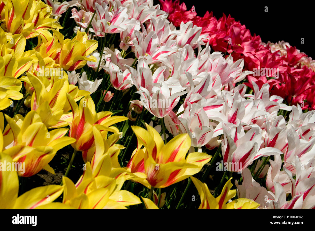 Flower Array High Resolution Stock Photography and Images - Alamy