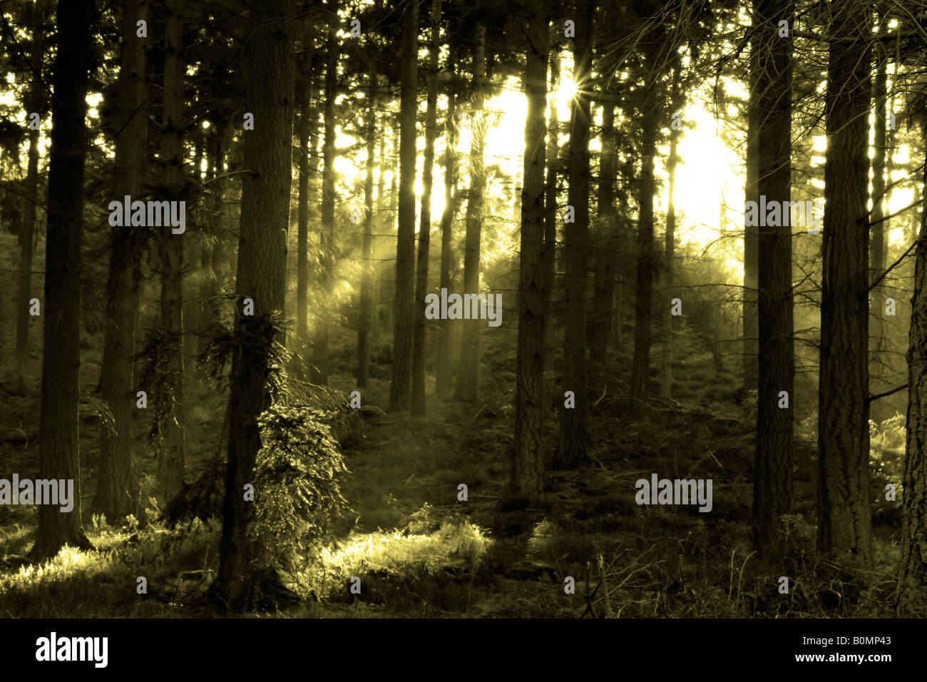The sun shining through forest trees, in monotone Stock Photo - Alamy