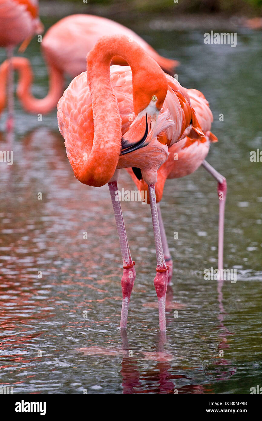 Photo of the zoo animals flamenco Stock Photo - Alamy
