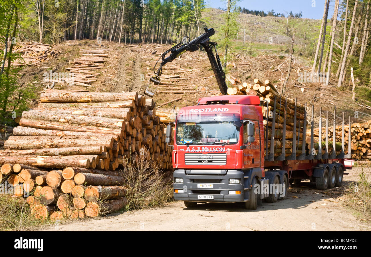 Loading cut logs onto a lorry, forestry work, Scotland Stock Photo - Alamy