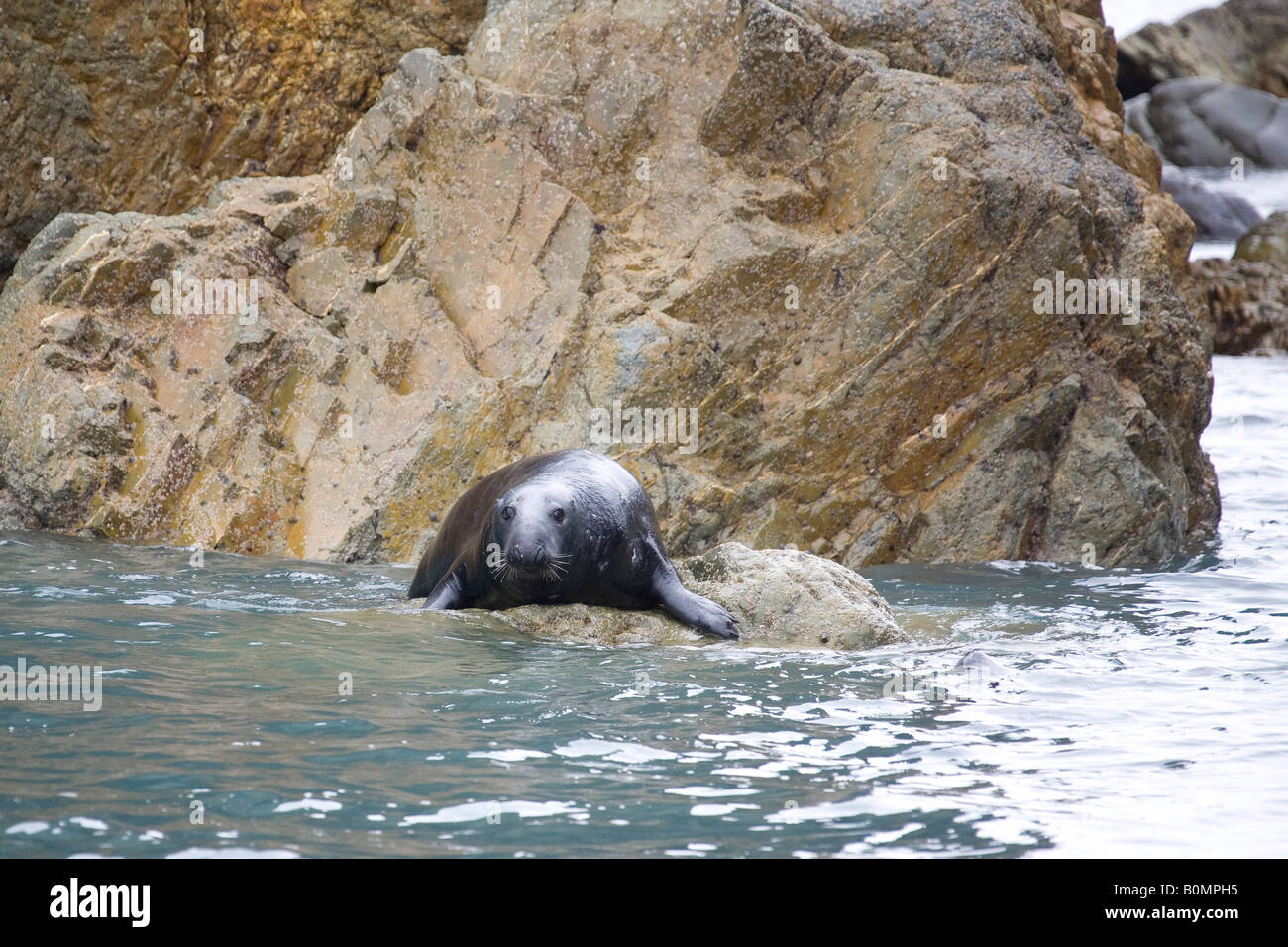 Basking seals wales hi-res stock photography and images - Alamy