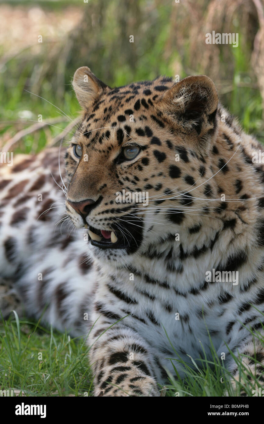 Amur Leopard Panthera pardus orientalis Stock Photo - Alamy