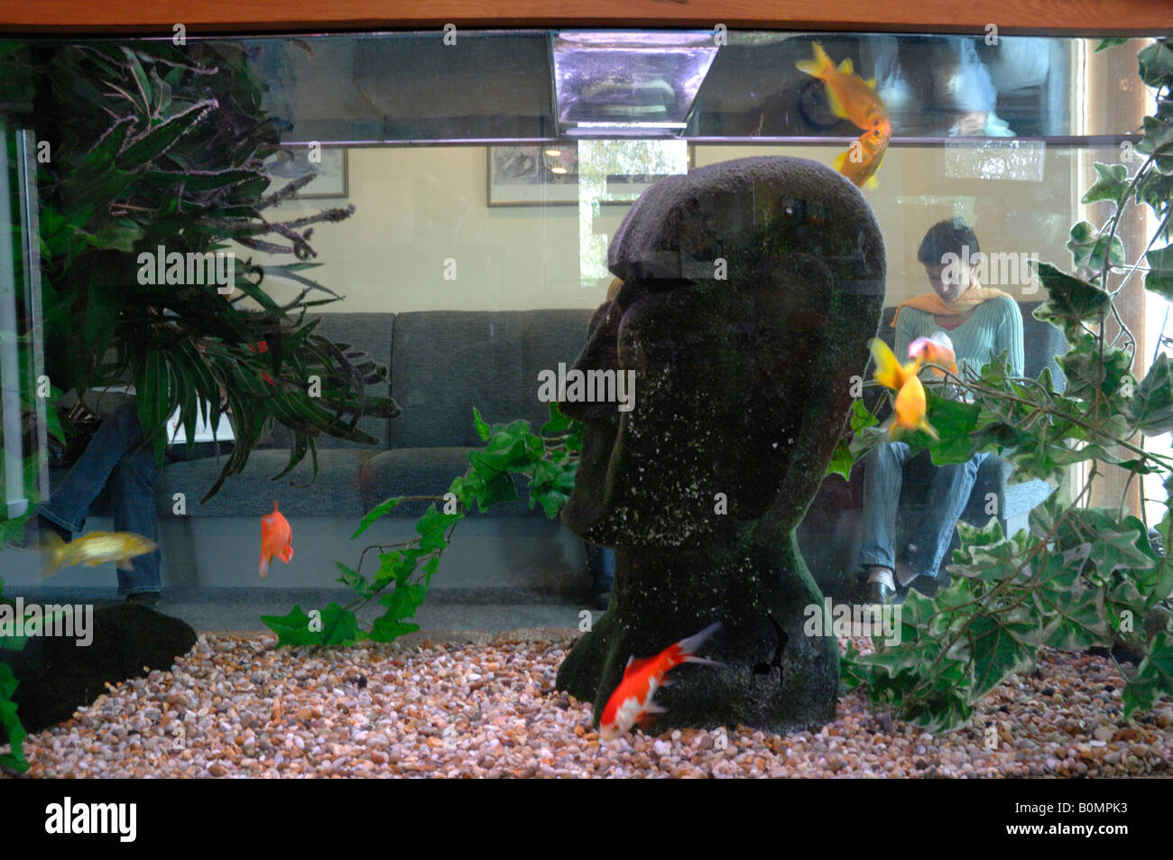 Tropical fish tank in dentist's reception dentist surgery Haverfordwest ...