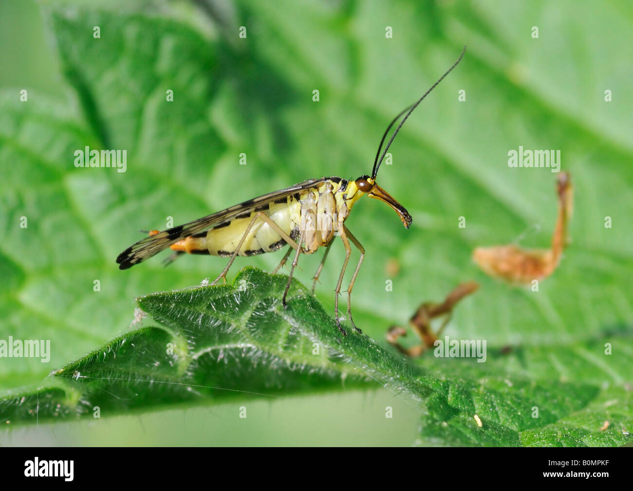 Scorpion Fly Panorpa communis Female Stock Photo - Alamy