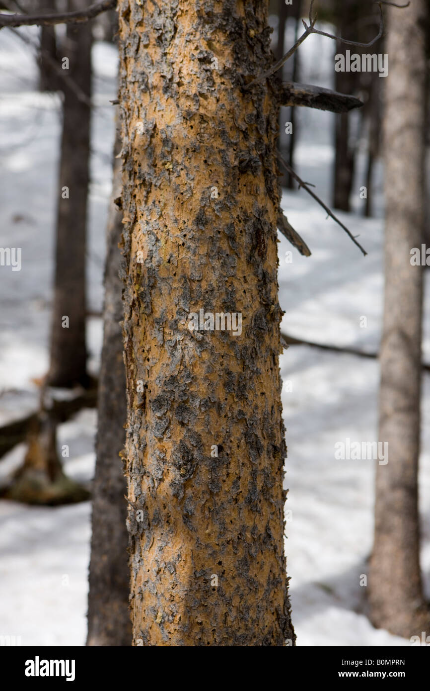 Ugly Tree Stock Photos & Ugly Tree Stock Images - Alamy