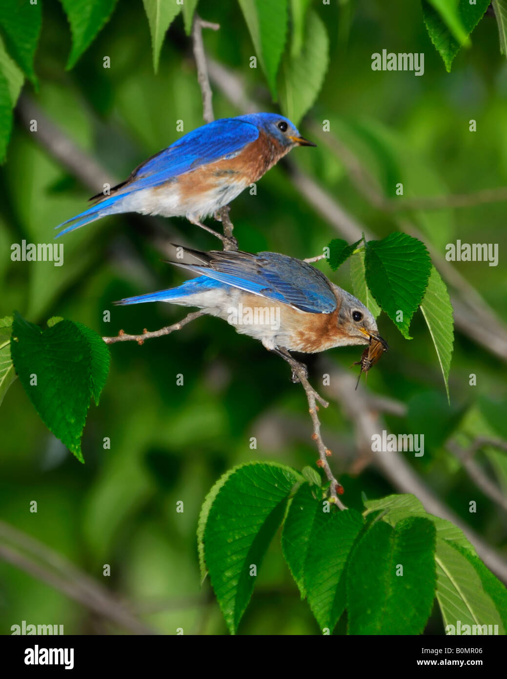 A pair of Eastern Bluebirds, Sialia sialis, perch in a tree. The female ...