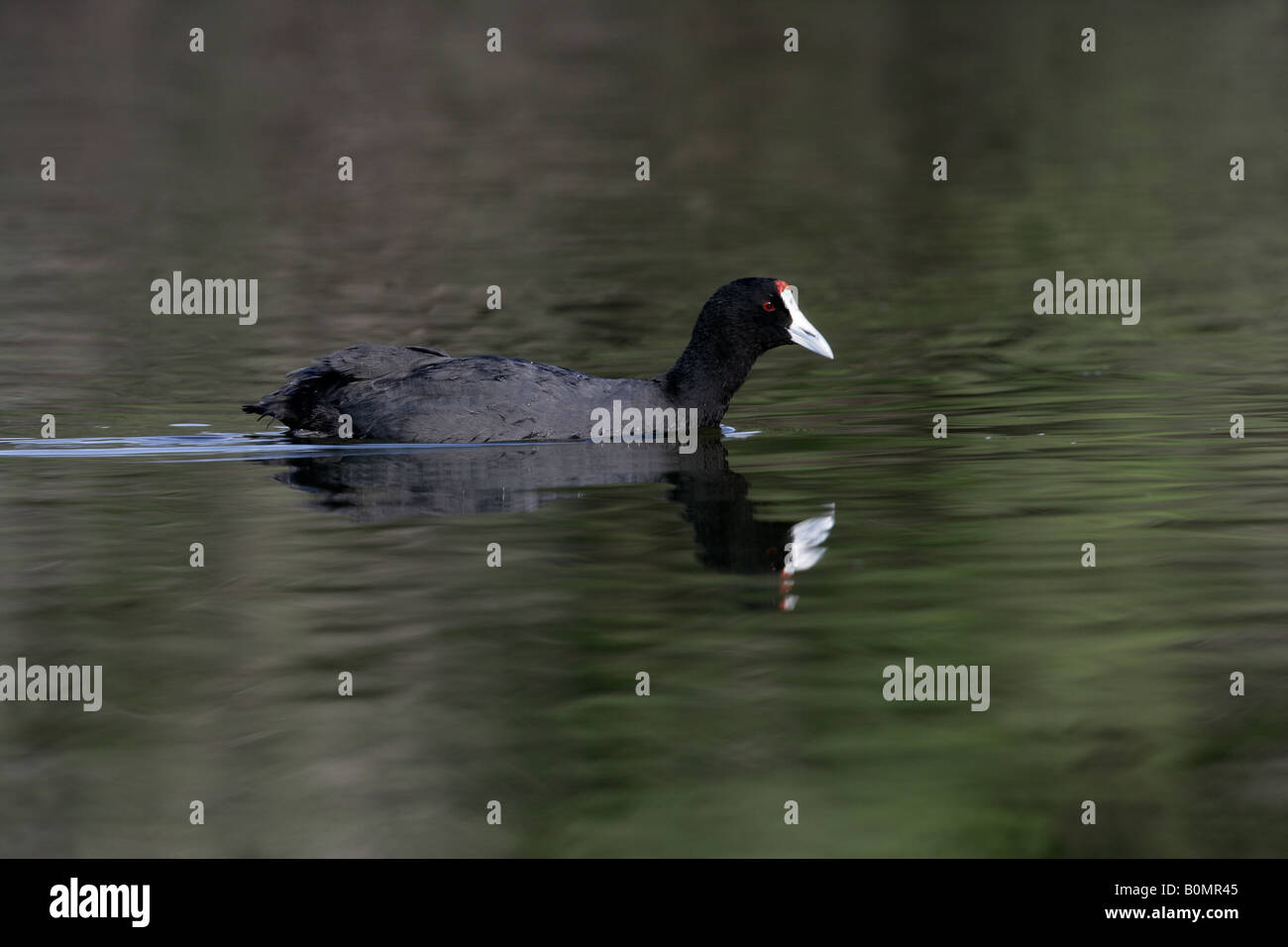 Crested or red-knobbed coot Fulica cristata, Spain, spring Stock Photo ...
