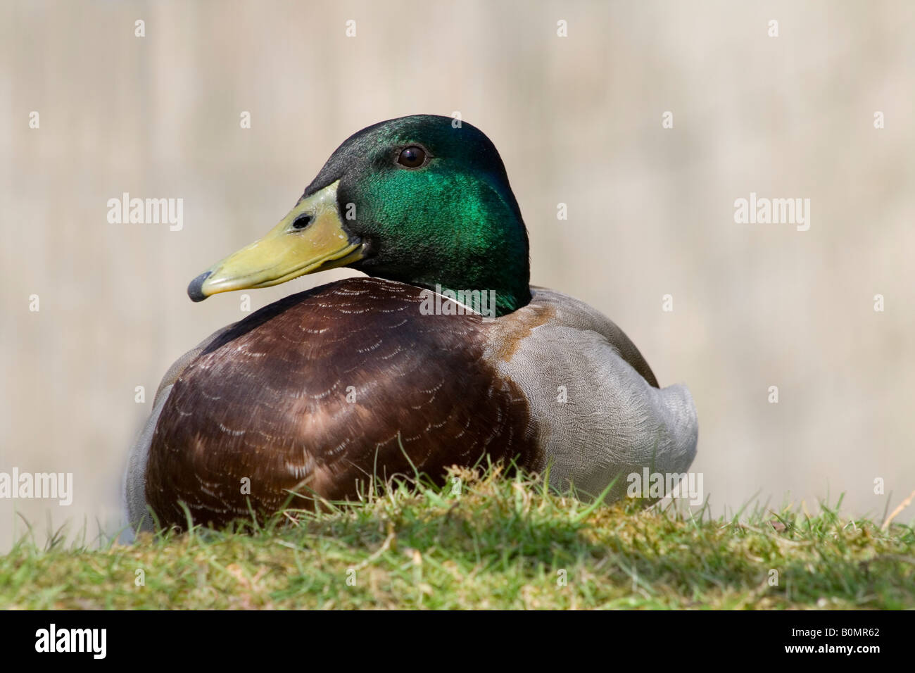 Close up of a male mallard duck (Anas platyrhynchos), showing its ...