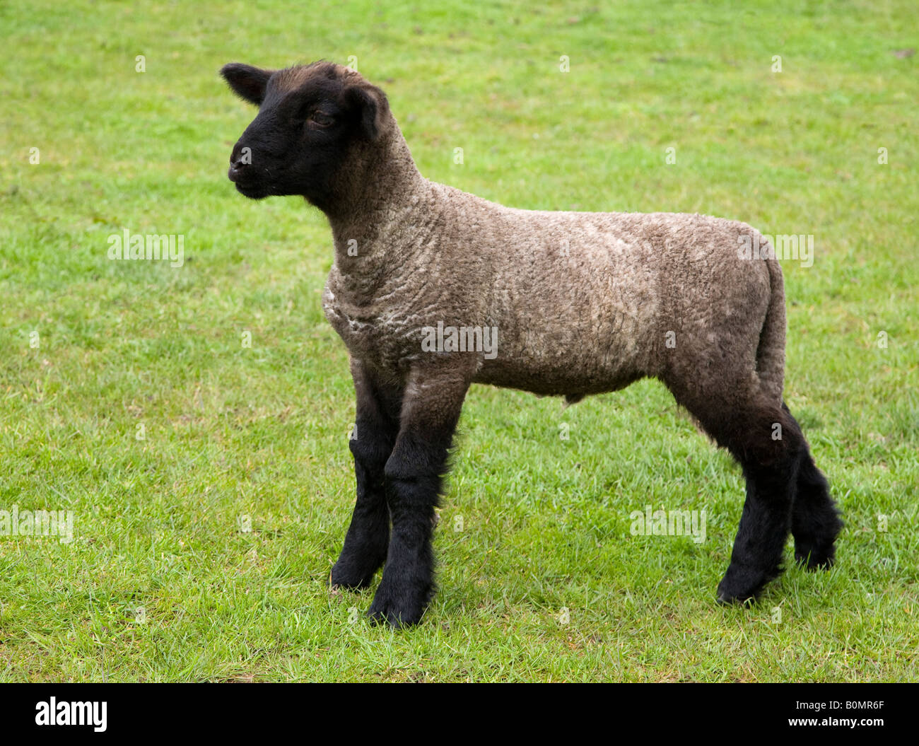 Black lamb hi-res stock photography and images - Alamy