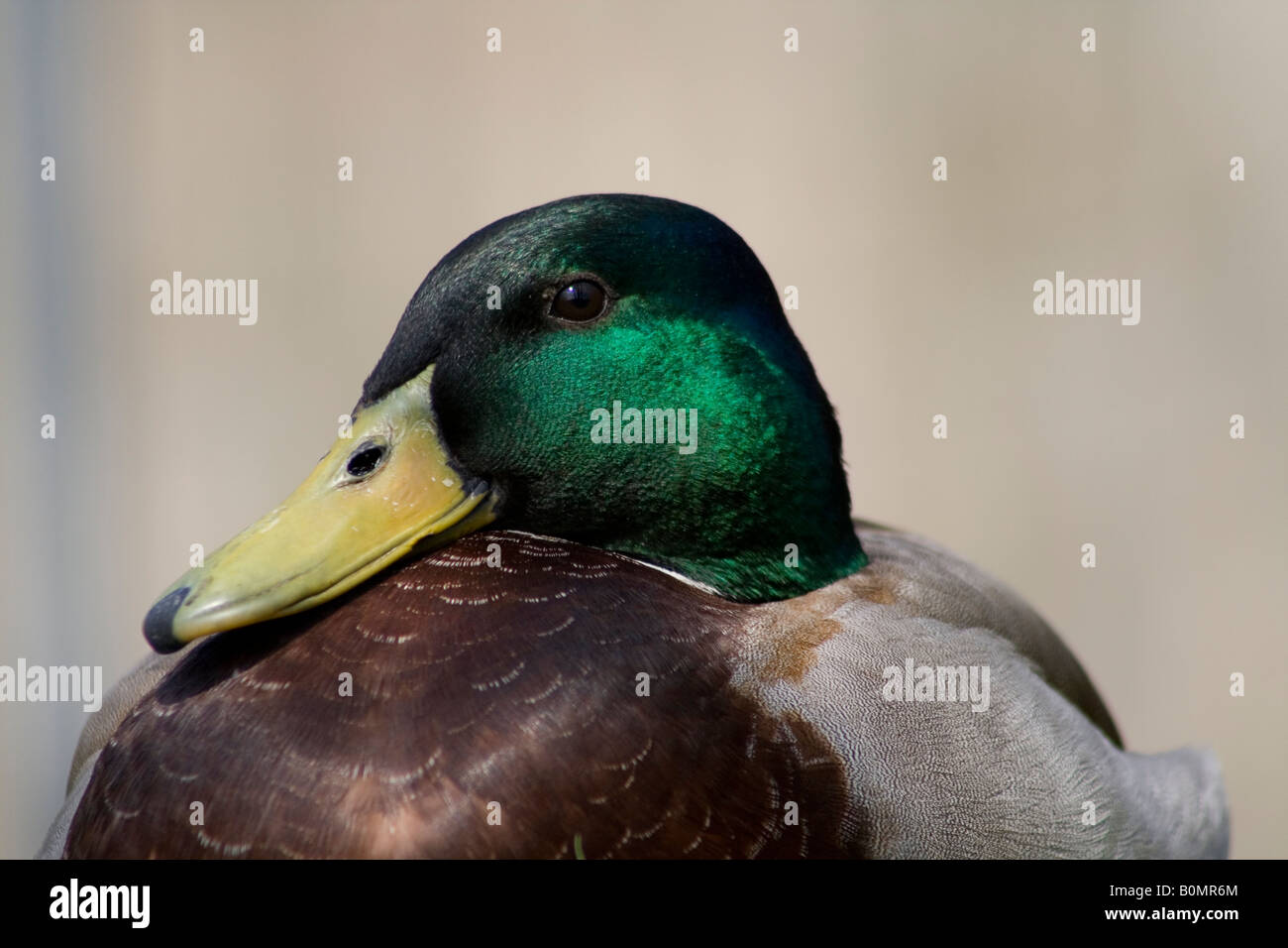 Mallard male colours hi-res stock photography and images - Alamy
