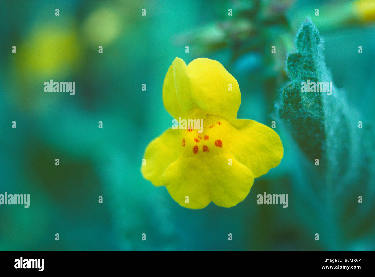 Seep monkey flower hi-res stock photography and images - Alamy