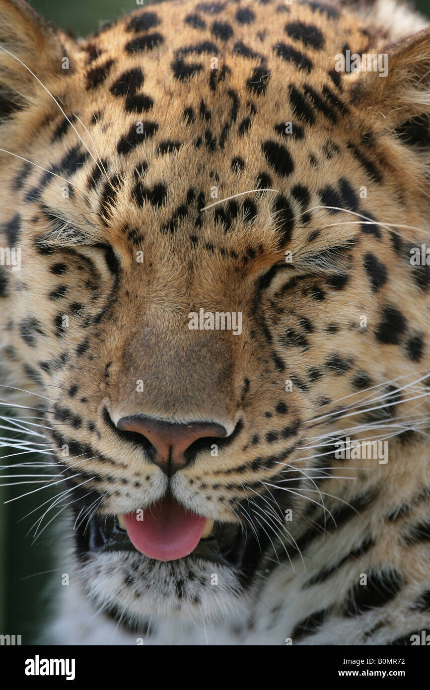 Amur Leopard Panthera pardus orientalis Stock Photo - Alamy