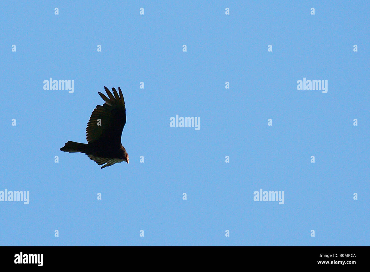A turkey vulture soars high overhead near Poole's Mill Bridge in ...