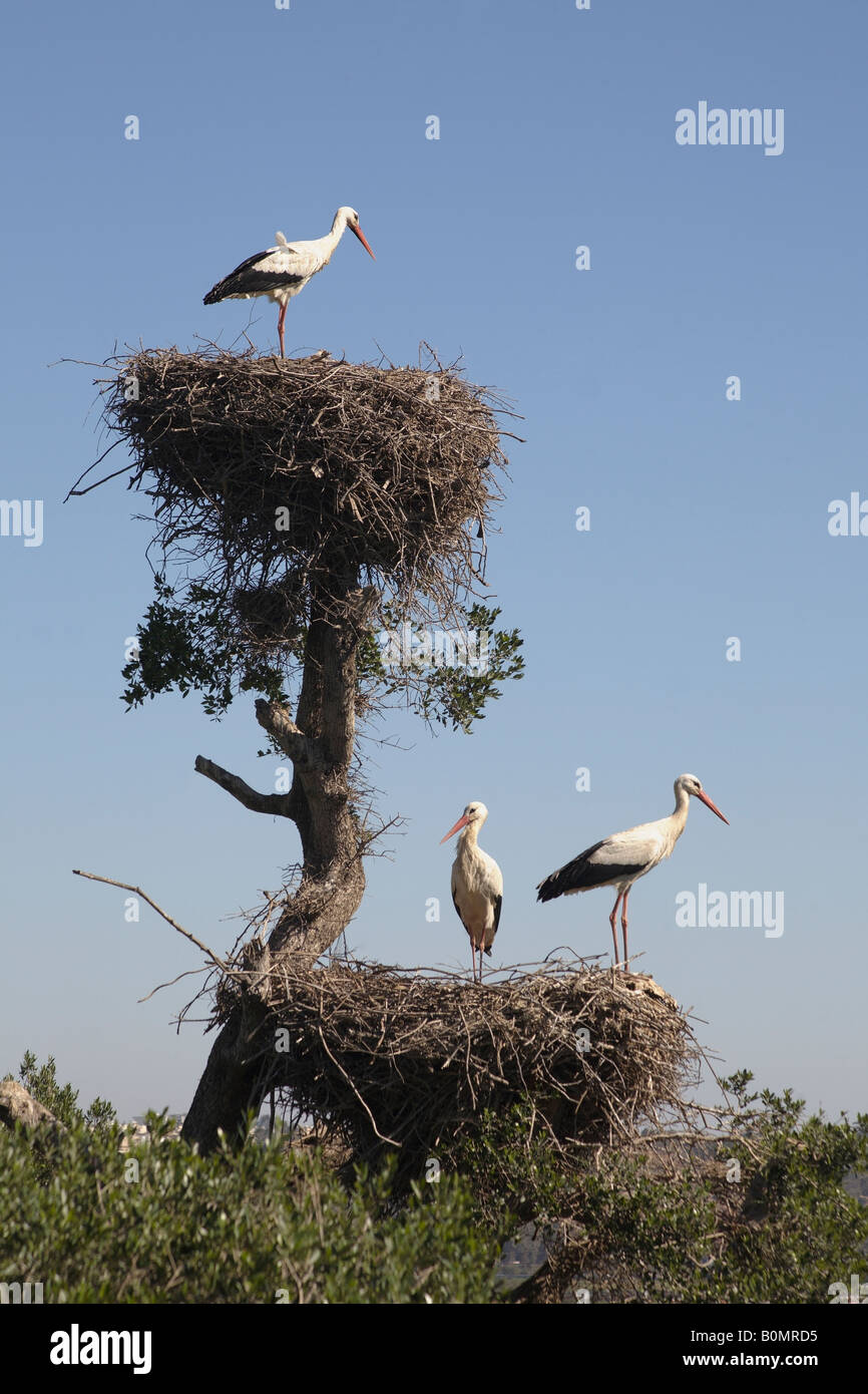 Birds of morocco hi-res stock photography and images - Alamy