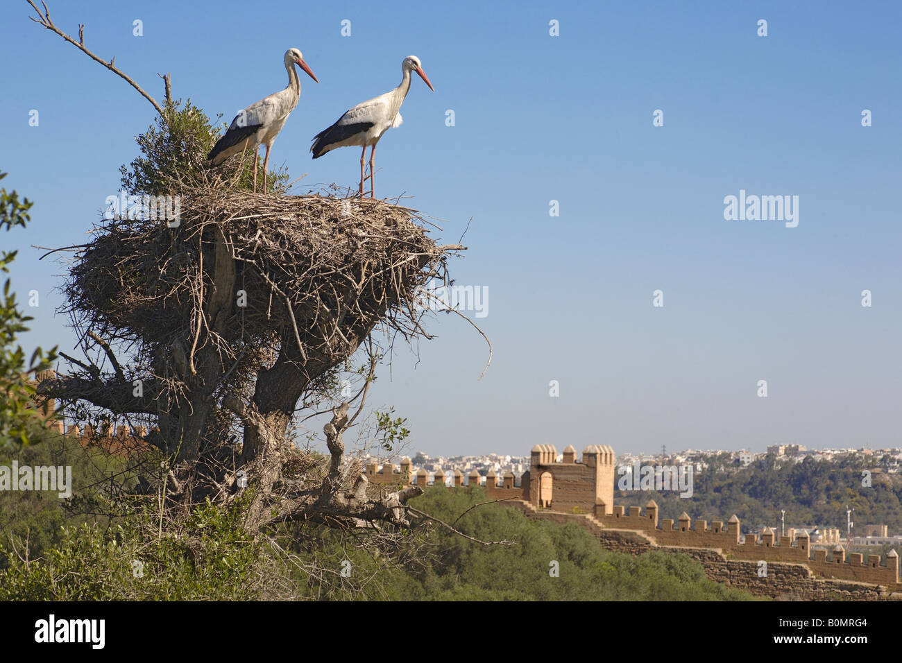 Storks in nest in grounds of the Chellah. Rabat, Morocco Stock Photo ...