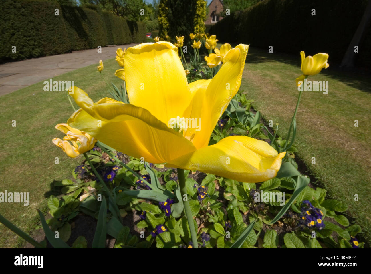 Yellow tulip open in summer Stock Photo - Alamy