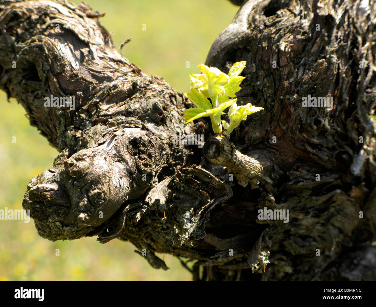 old vine sprout Stock Photo - Alamy