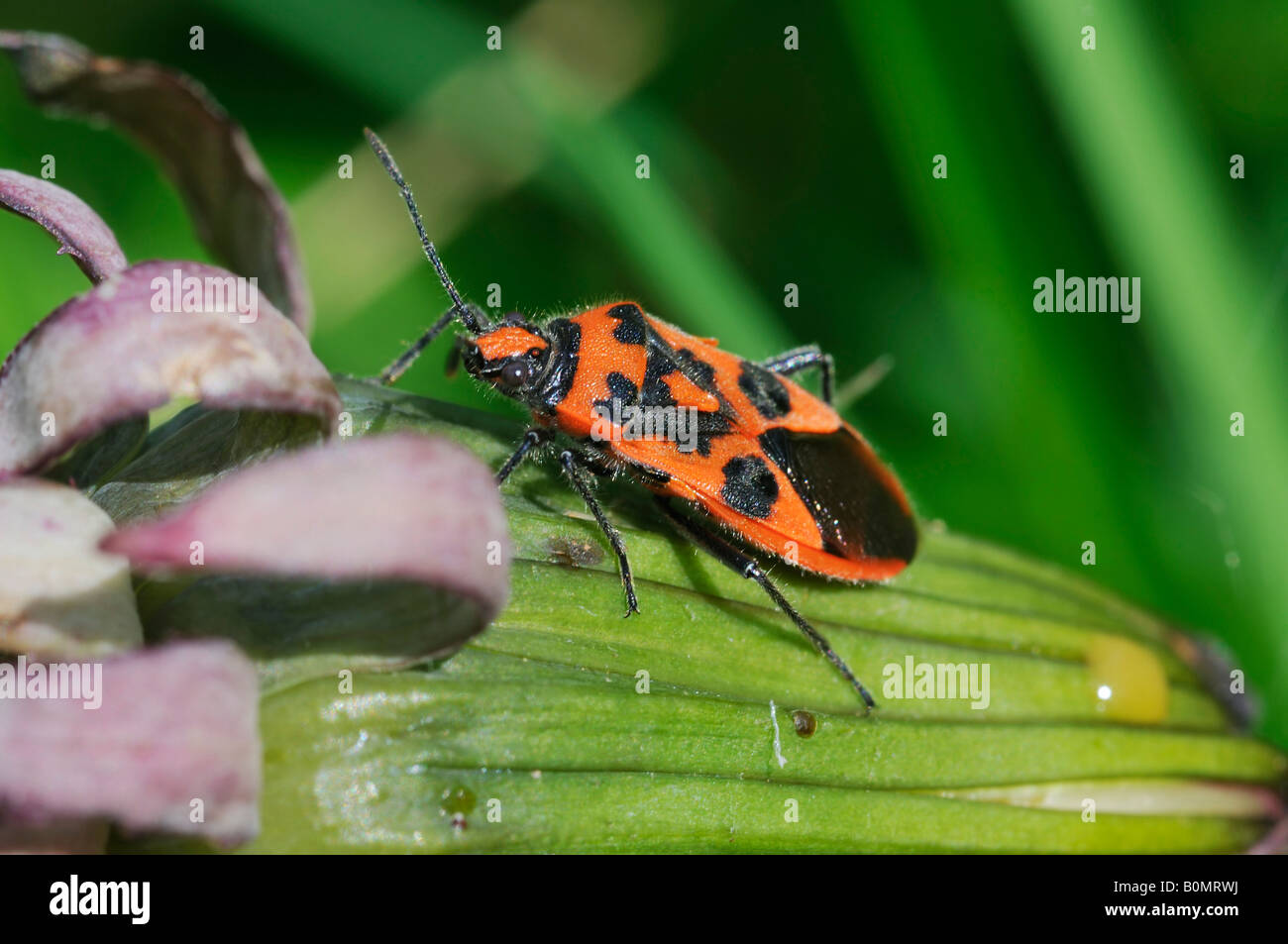 Rhopalid bug hi-res stock photography and images - Alamy