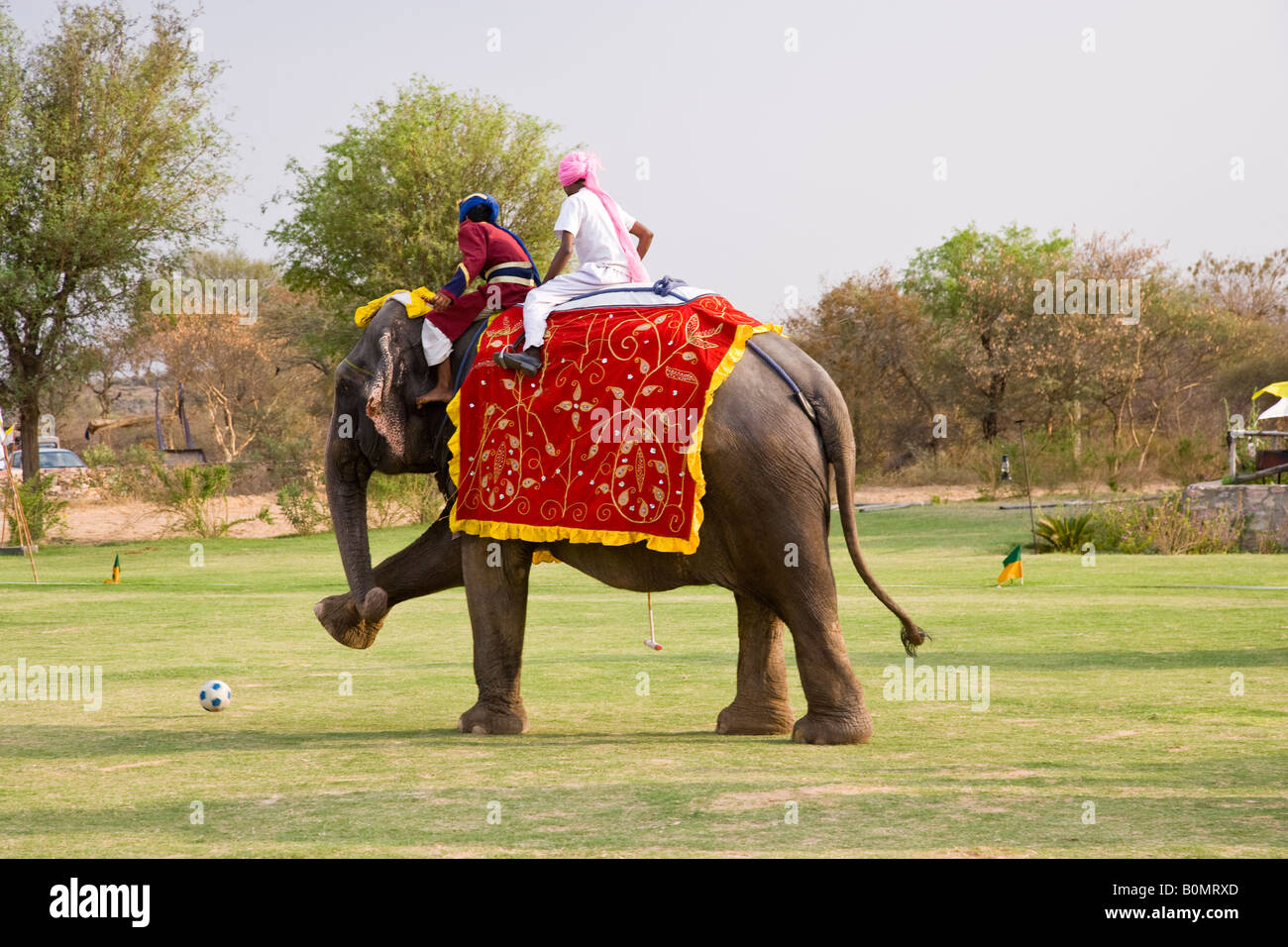In this elephant polo match in Rajasthan India the elephant is kicking ...