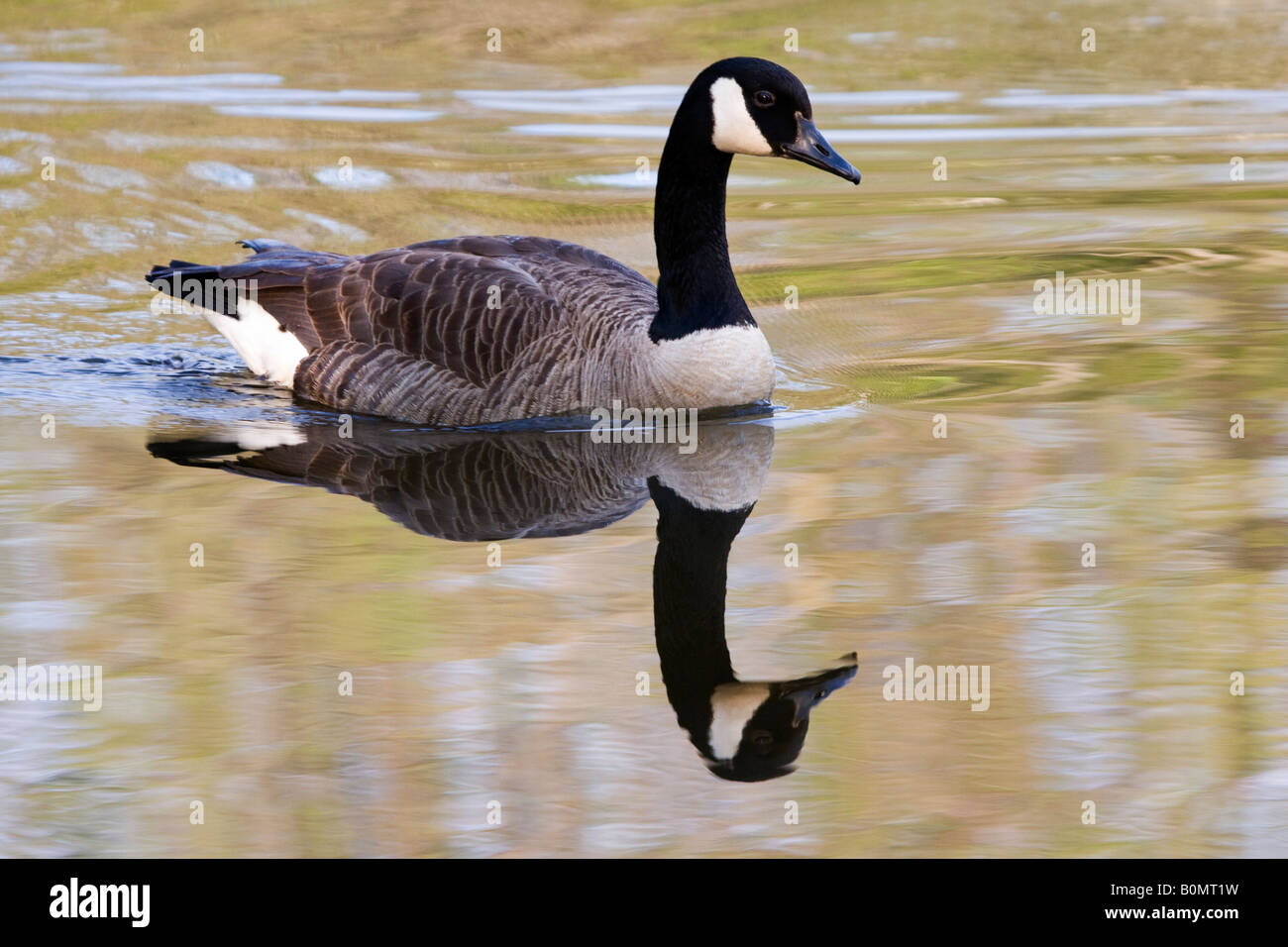 Canada Goose Swimming with reflection Stock Photo - Alamy