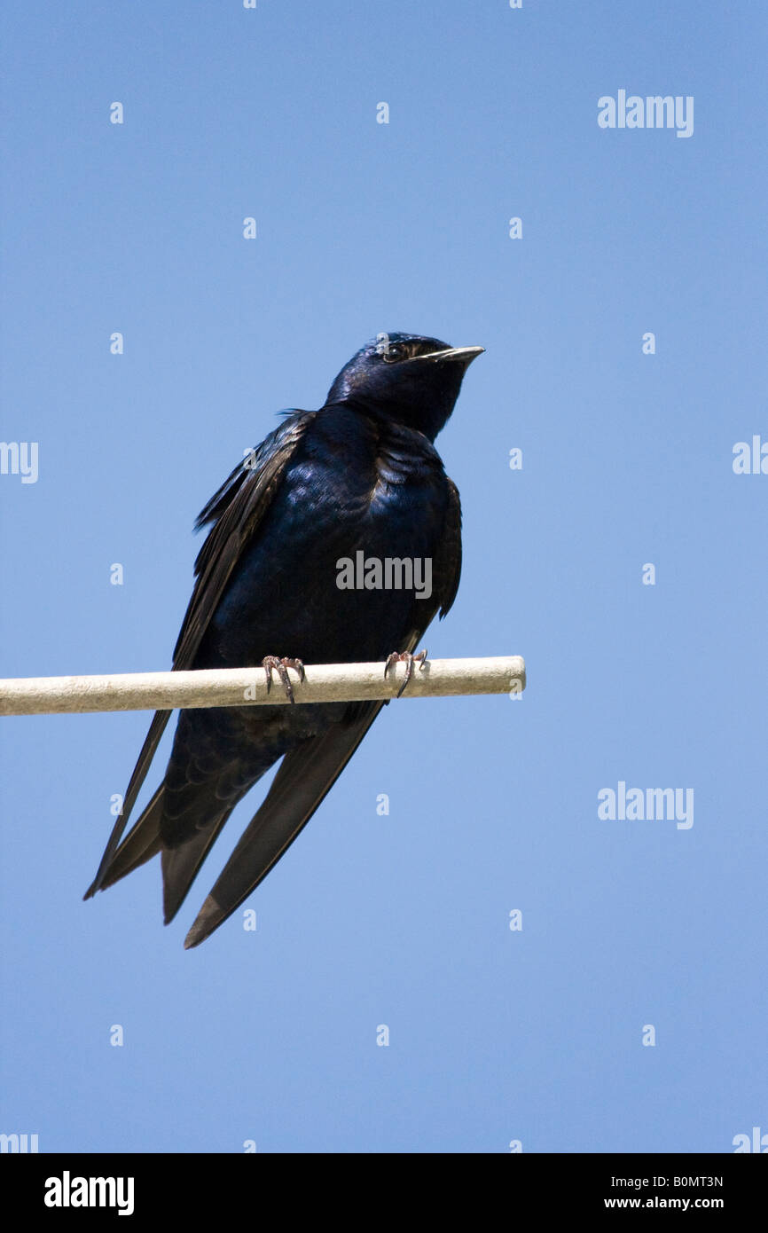 Purple martin hi-res stock photography and images - Alamy