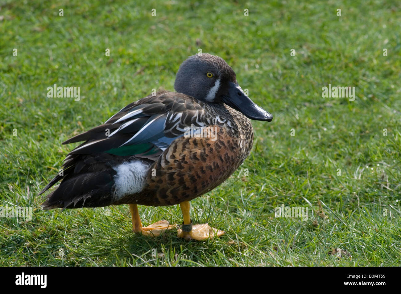 Shoveller duck hi-res stock photography and images - Alamy