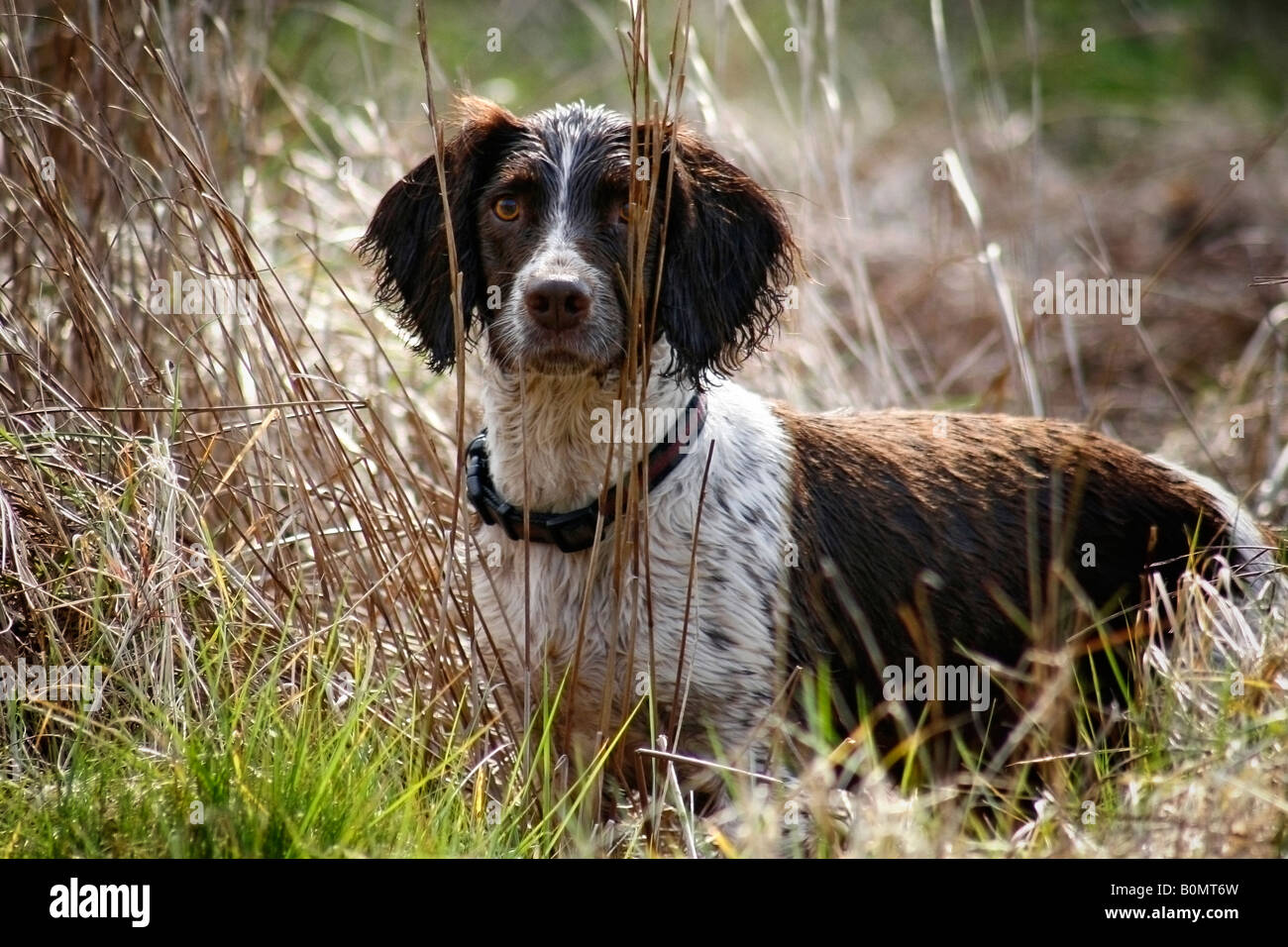 English Springer Spaniel looking through long grass Stock Photo - Alamy