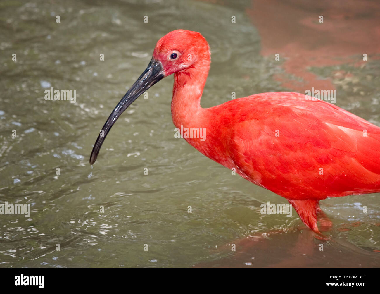 Scarlet ibis trinidad tobago hi-res stock photography and images - Alamy