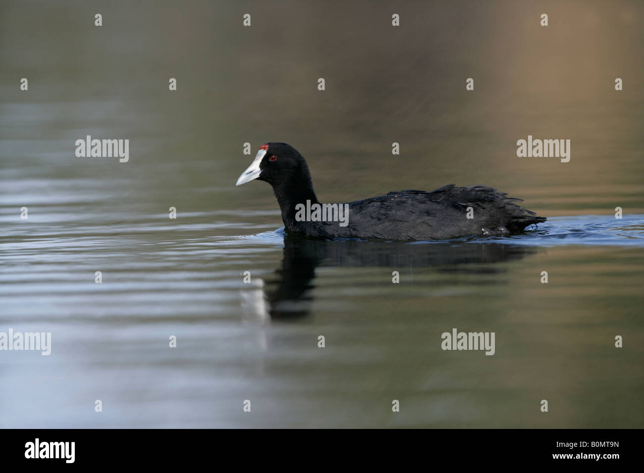 Red knobbed coot hi-res stock photography and images - Alamy