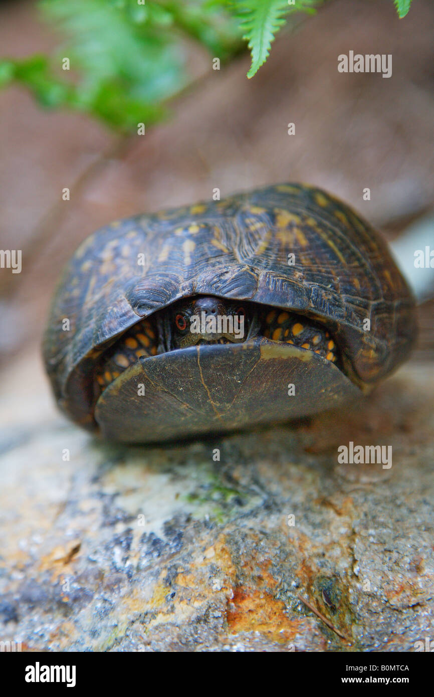 Box turtle hi-res stock photography and images - Alamy