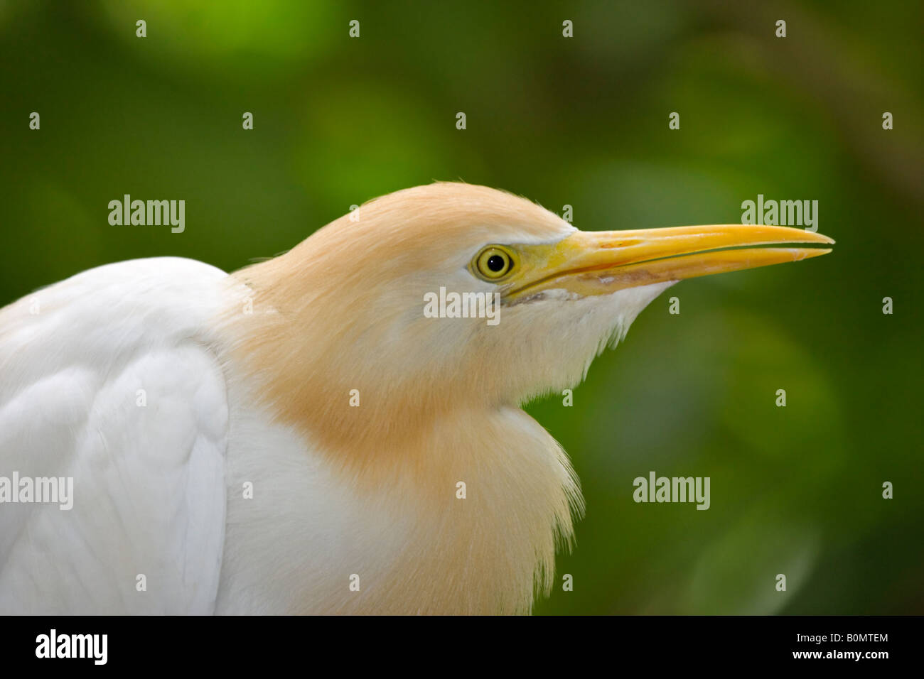 Cattle Egret bubulcus ibis Stock Photo - Alamy