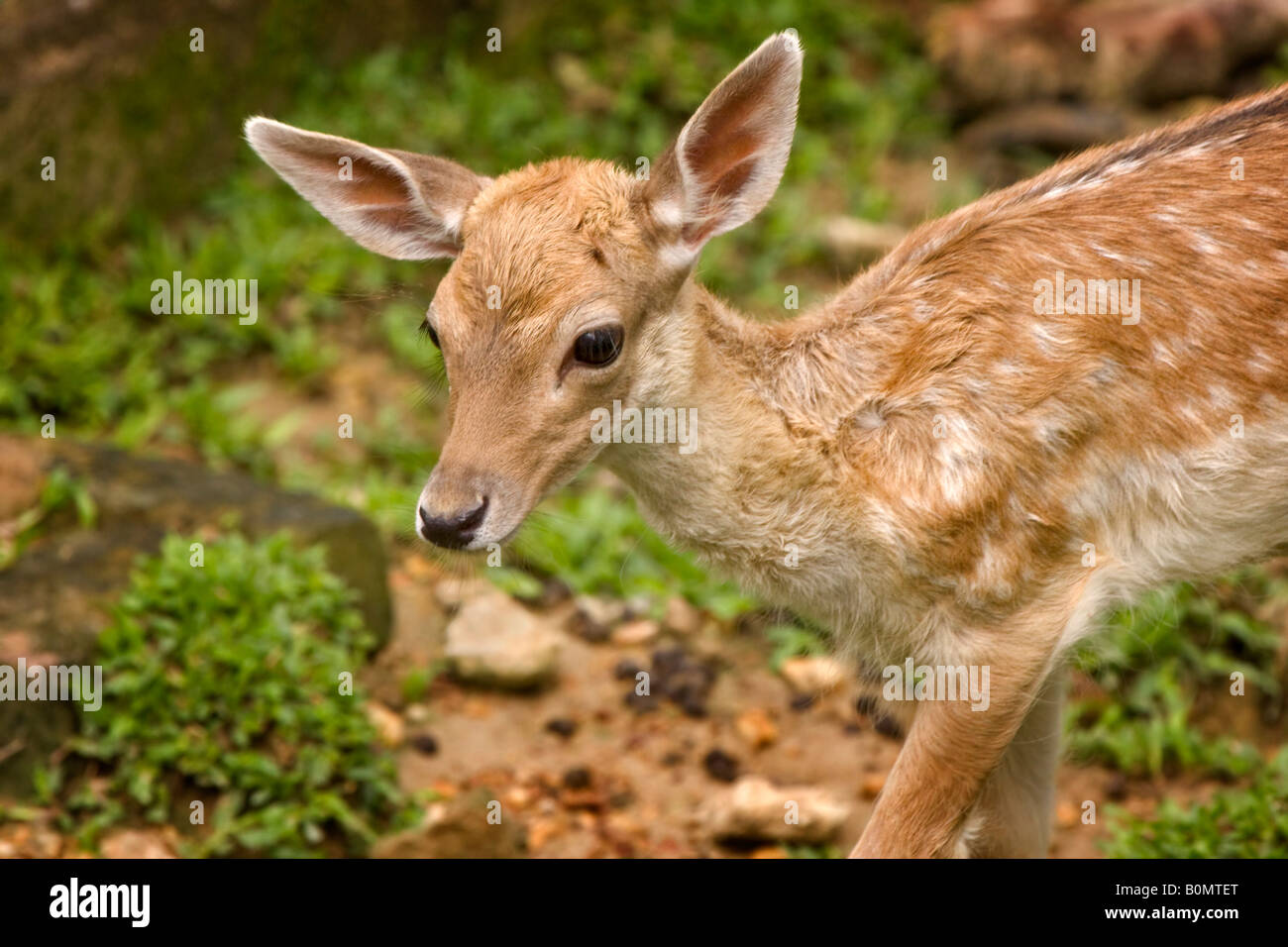 Chital fawn, spotted deer, cervus axis axis Stock Photo - Alamy