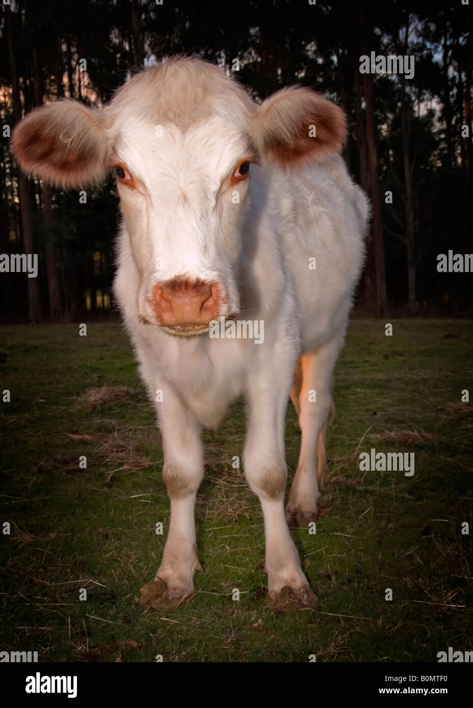 Albino cow hi-res stock photography and images - Alamy