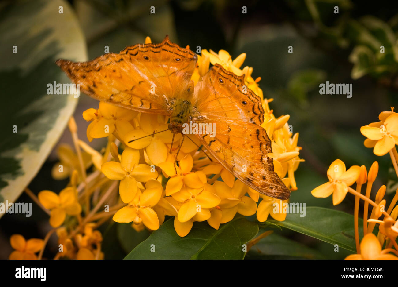 Orange cruiser butterfly probably vindula erota feeding on a yellow ...