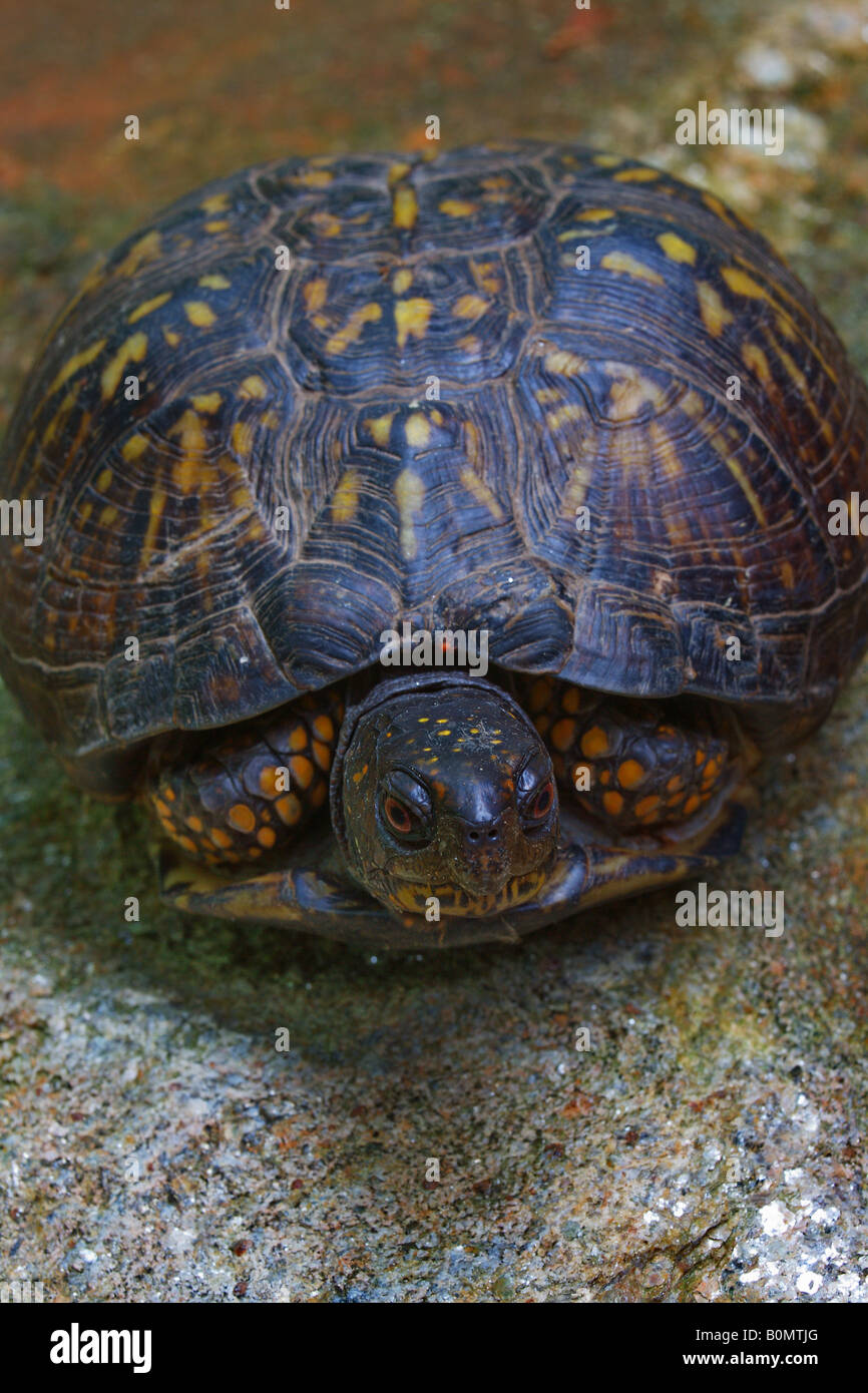 Eastern box turtle Stock Photo - Alamy