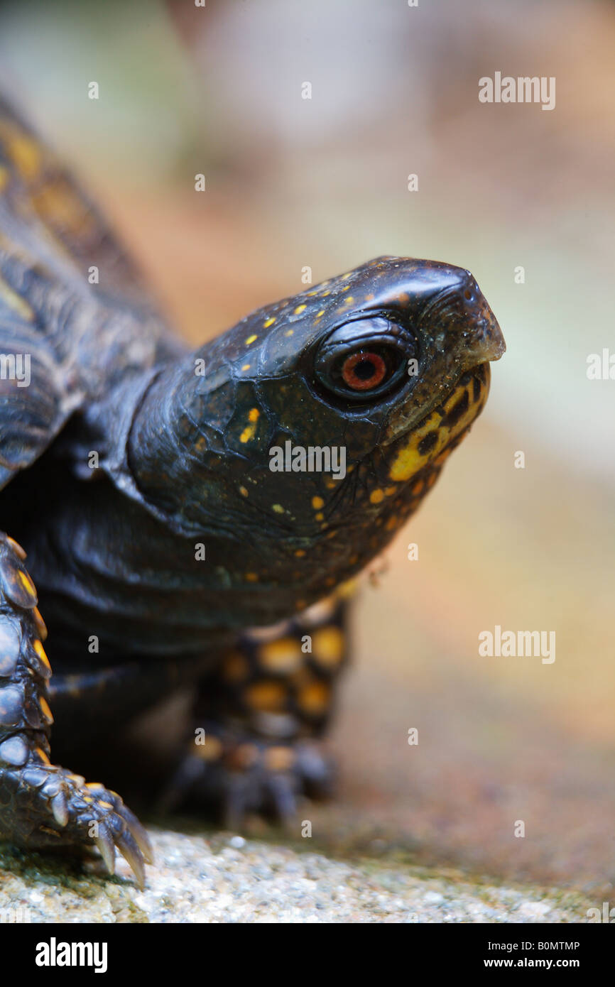 Eastern box turtle hi-res stock photography and images - Alamy