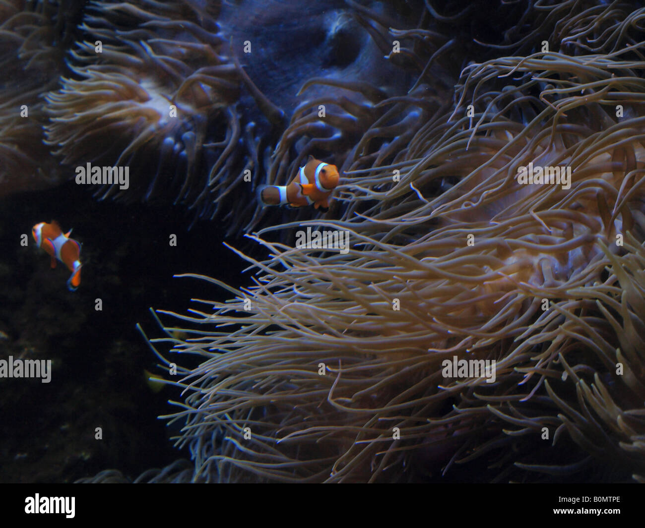 Tropical marine life hi-res stock photography and images - Alamy