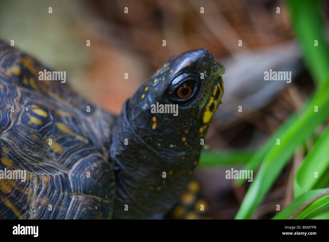 Eastern box turtle, water hi-res stock photography and images - Alamy