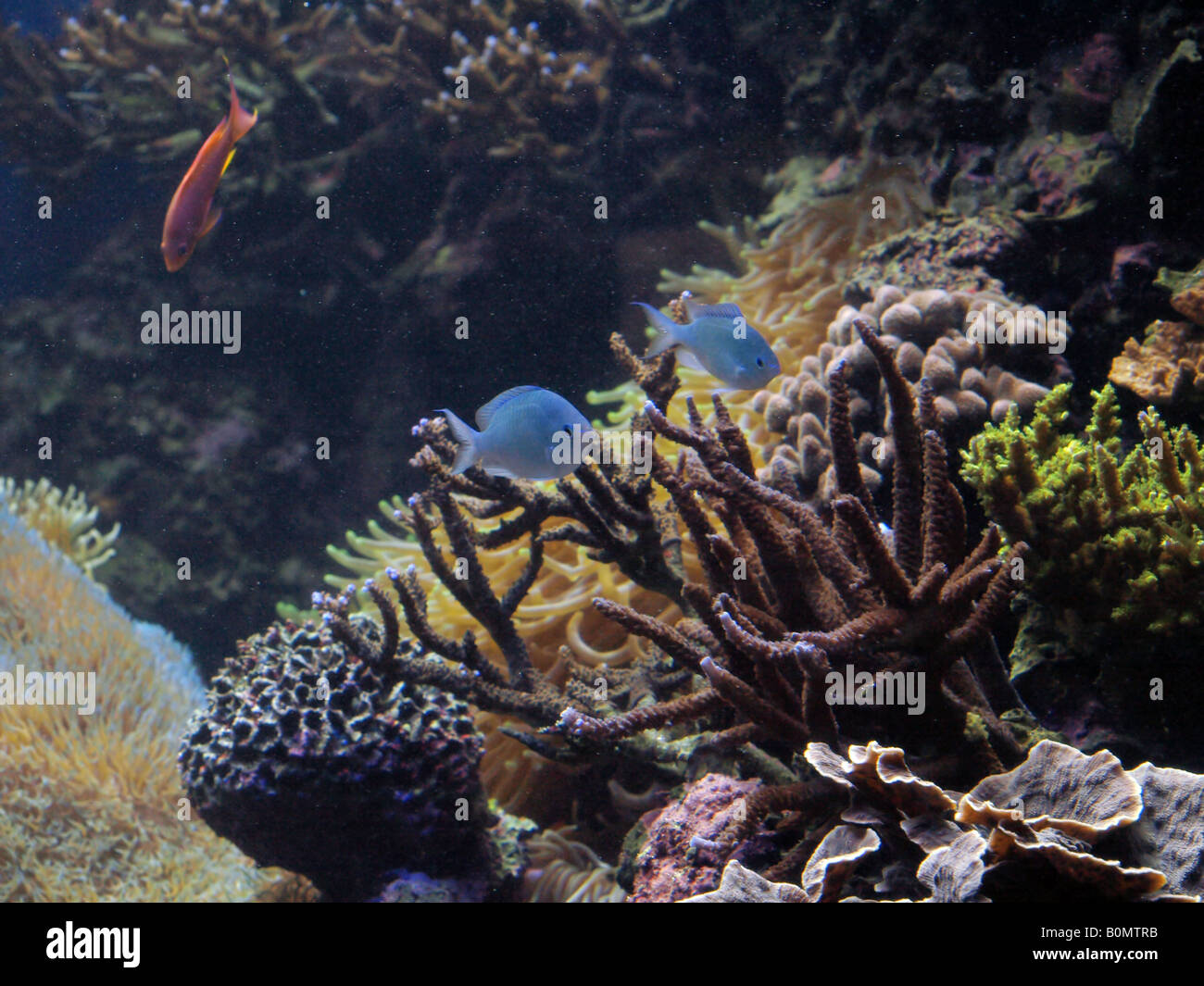 The marine life hi-res stock photography and images - Alamy