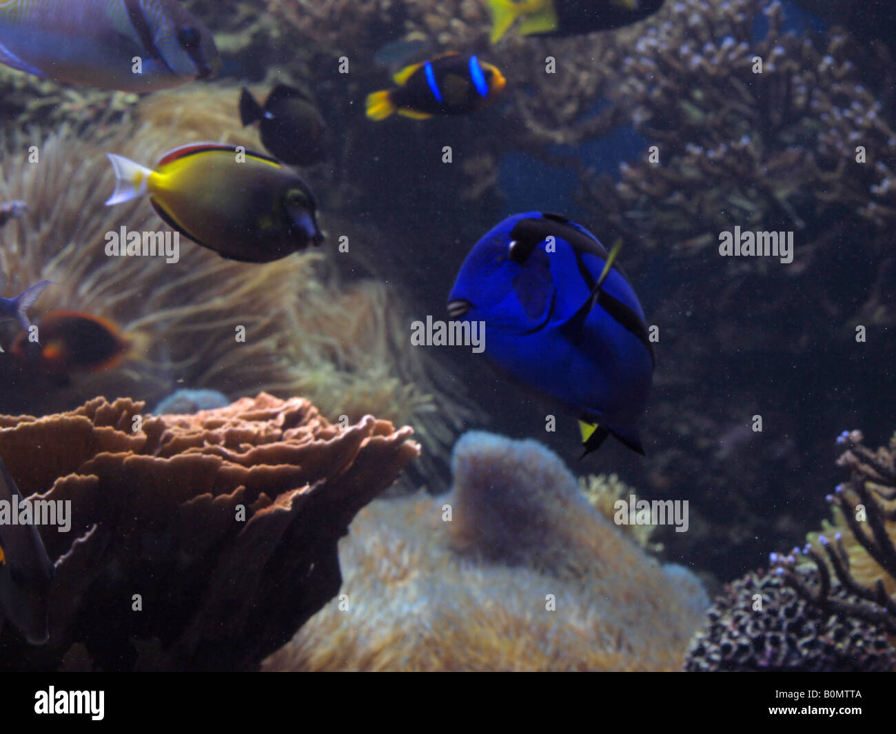 The marine life hi-res stock photography and images - Alamy