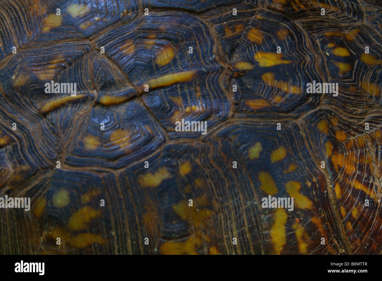 Eastern box turtle hi-res stock photography and images - Alamy