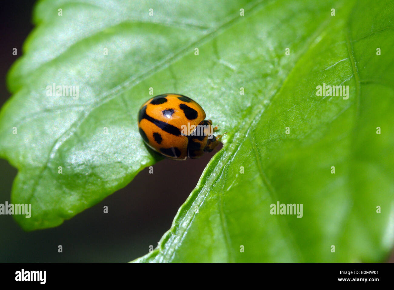 Leaf eating lady beetle hi-res stock photography and images - Alamy