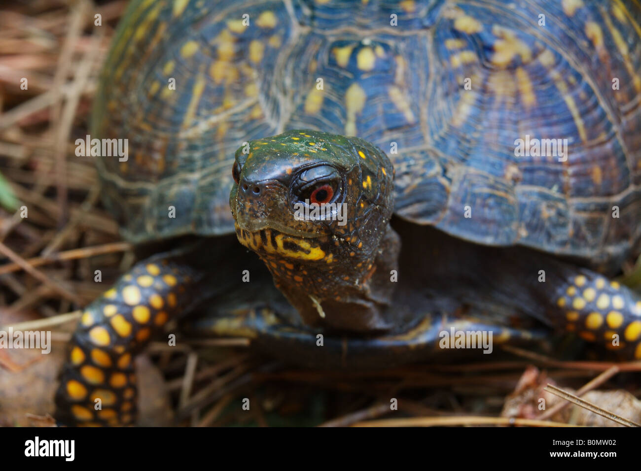 Eastern box turtle, water hi-res stock photography and images - Alamy