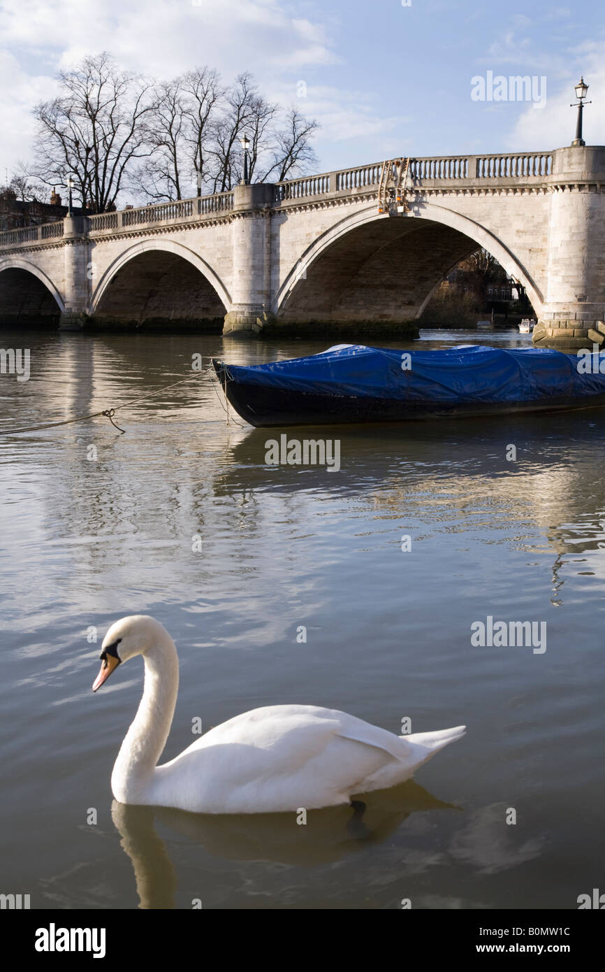 Swan on the River Thames at Richmond Bridge at Richmond upon Thames ...