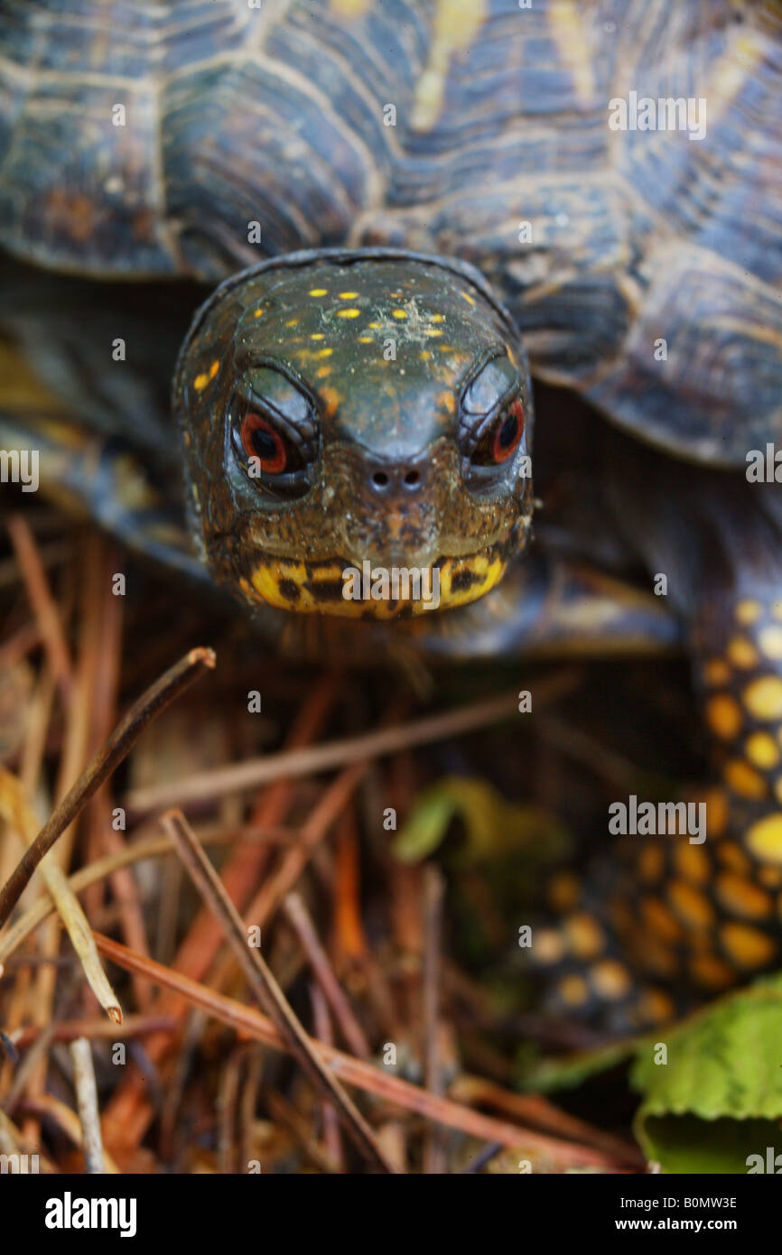 Closeup of an eastern box turtle Stock Photo - Alamy