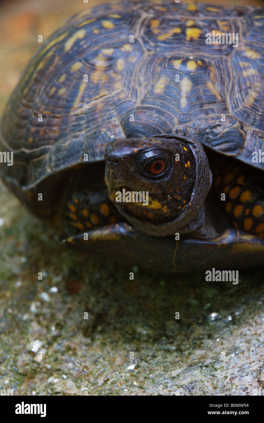Closeup of an eastern box turtle Stock Photo - Alamy