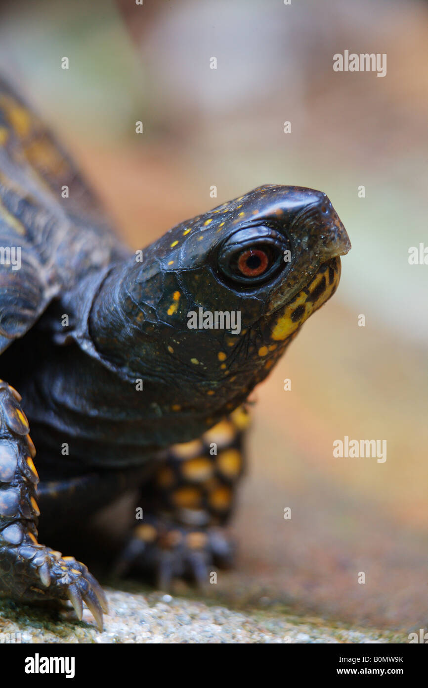 Closeup of an eastern box turtle Stock Photo - Alamy
